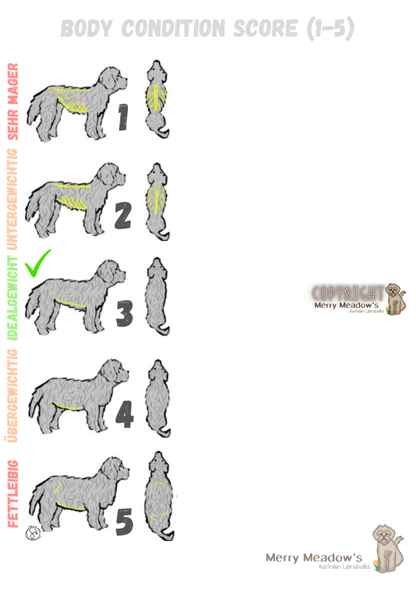 Body-Condition-Score-1-5-1-1 - Original Australian Labradoodles