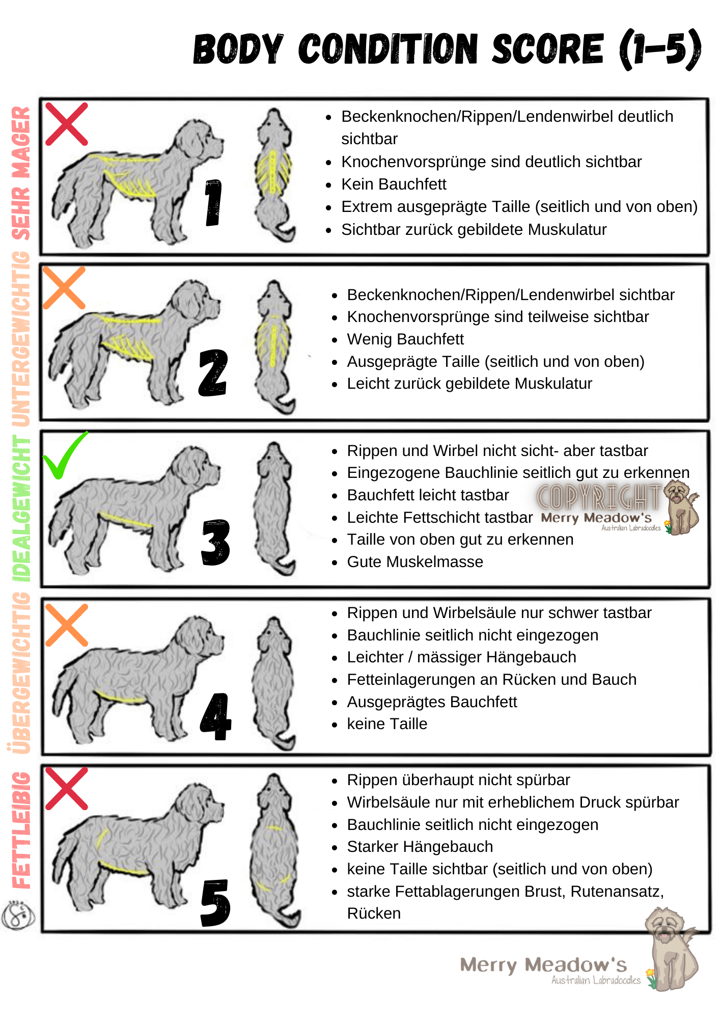Body-Condition-Score-1-5-1 - Original Australian Labradoodles